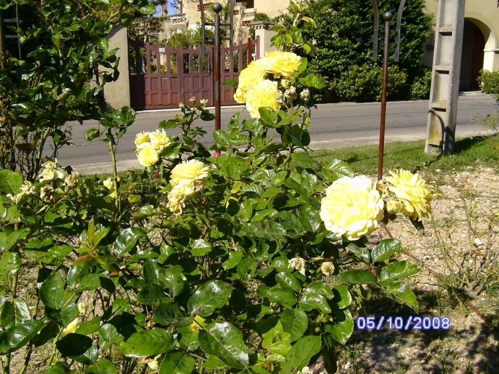C'est la Sainte Fleur aujourd'hui C'est la Sainte Fleur aujourd'hui